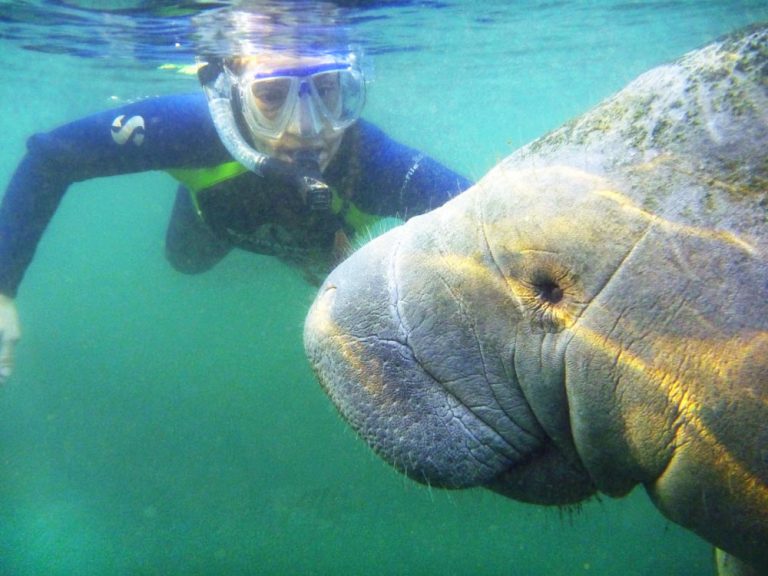 Manatees in the Sian Ka'an Biosphere