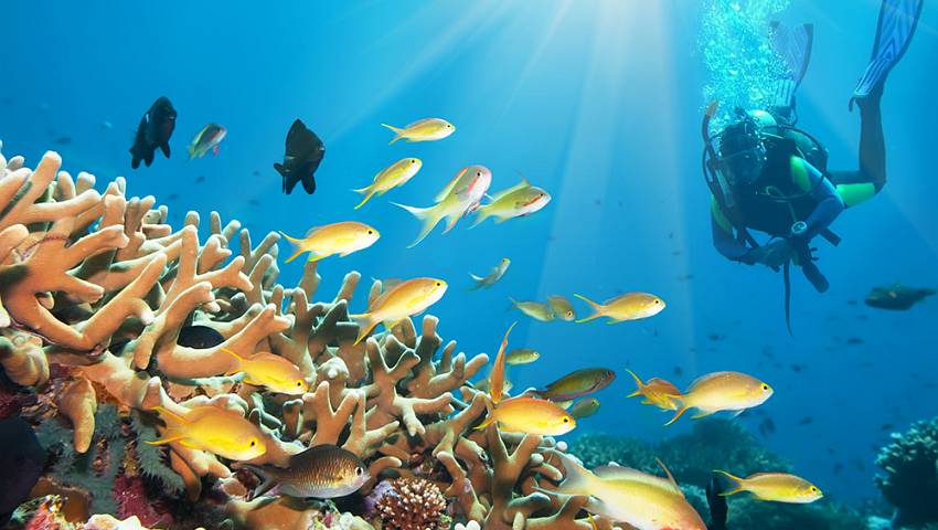 Diving at Mahahual and Chinchorro | Sian Ka’an Village Activities